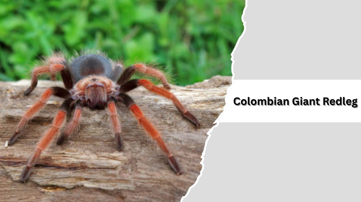 10 Types of Bird-Eating Spiders (ID with Pictures)