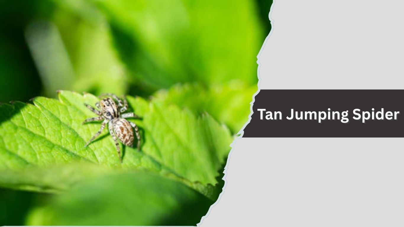 27 Types of Jumping Spiders: Identification with Pictures