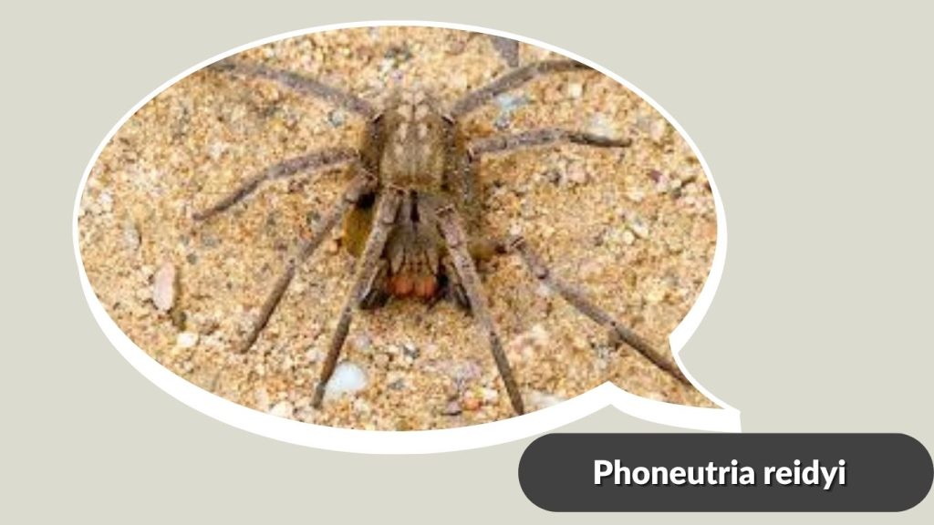 10 Types of Wandering Spiders (Phoneutria): Identification with Picture