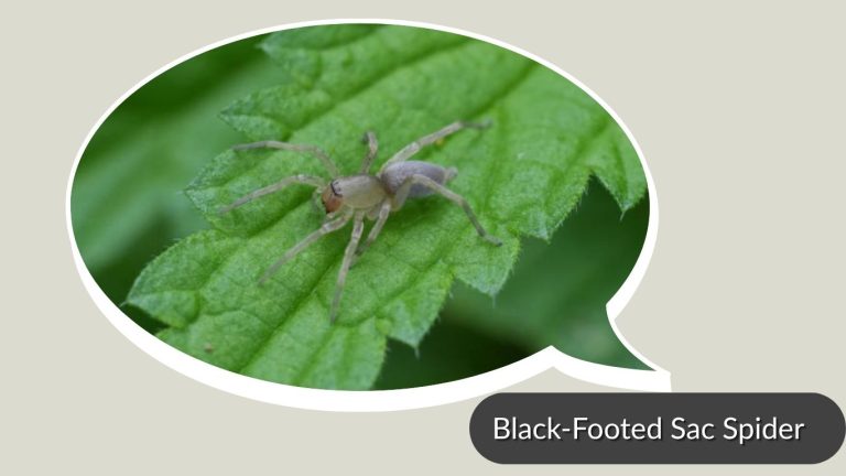 11 Types of Sac Spiders: Identification with Picture