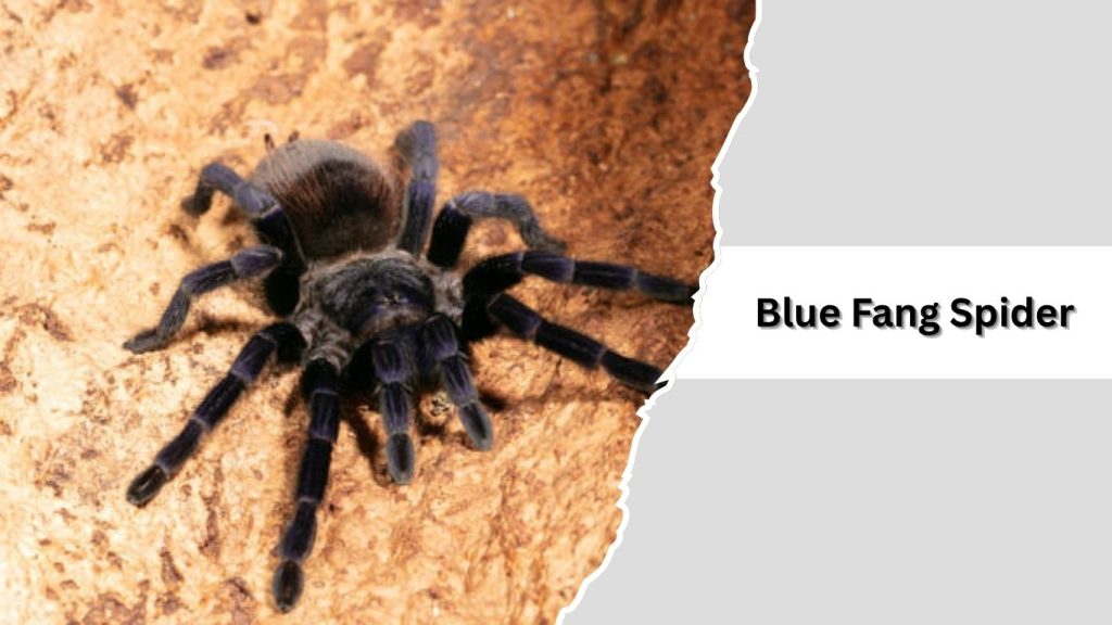 15 Types of Blue Spiders: Identification with Picture