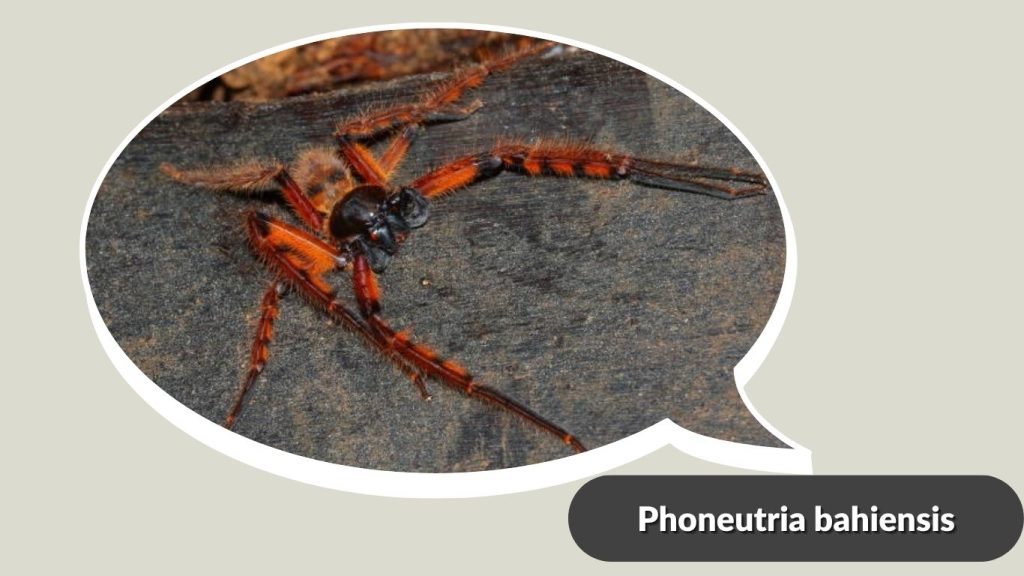 10 Types of Wandering Spiders (Phoneutria): Identification with Picture