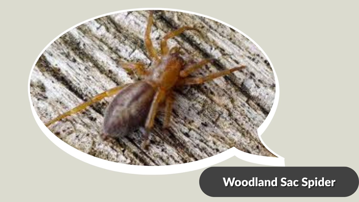 11 Types of Sac Spiders: Identification with Picture