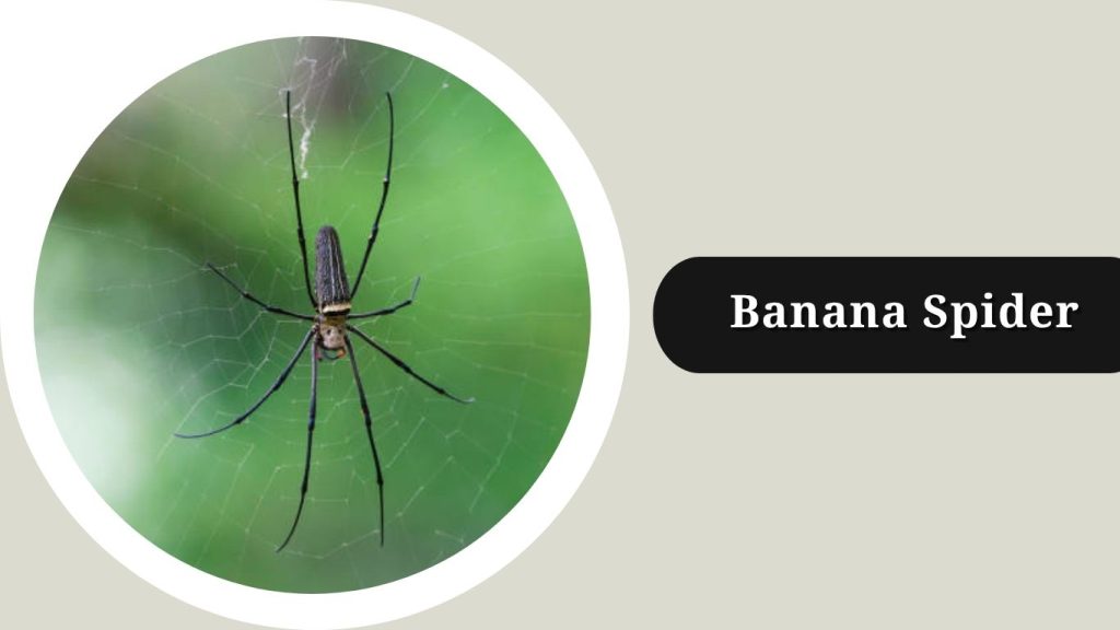 15 Common Spiders in Florida: Identification with Pictures