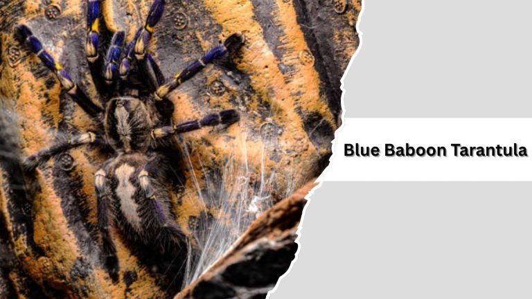 15 Types of Blue Spiders: Identification with Picture