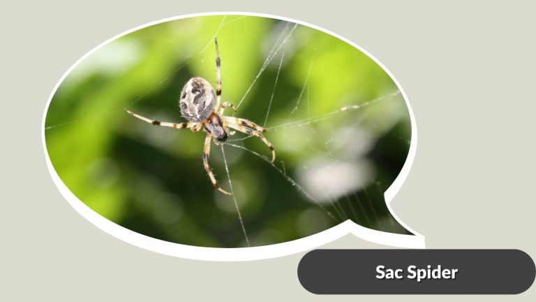 10 Types of Non-Poisonous Spiders That Are not Harmless to Humans