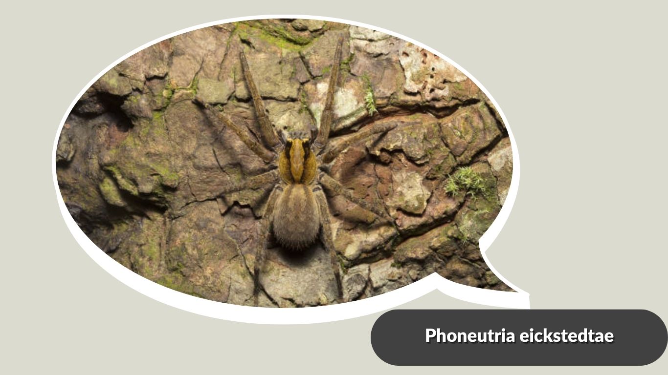 10 Types of Wandering Spiders (Phoneutria): Identification with Picture