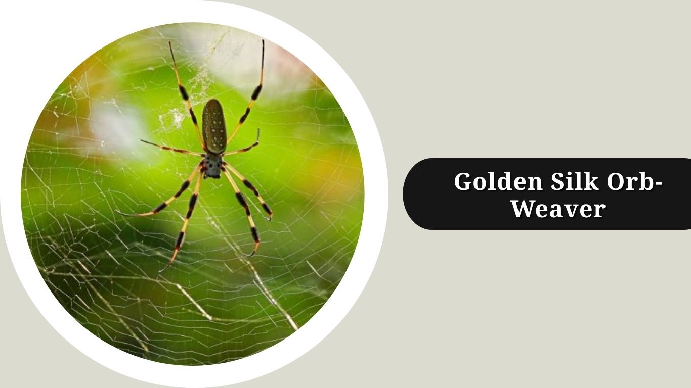 15 Common Spiders in Florida: Identification with Pictures