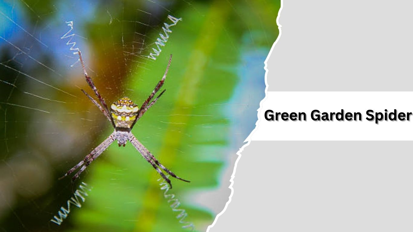 26 Common Green Spiders: Identification with Picture