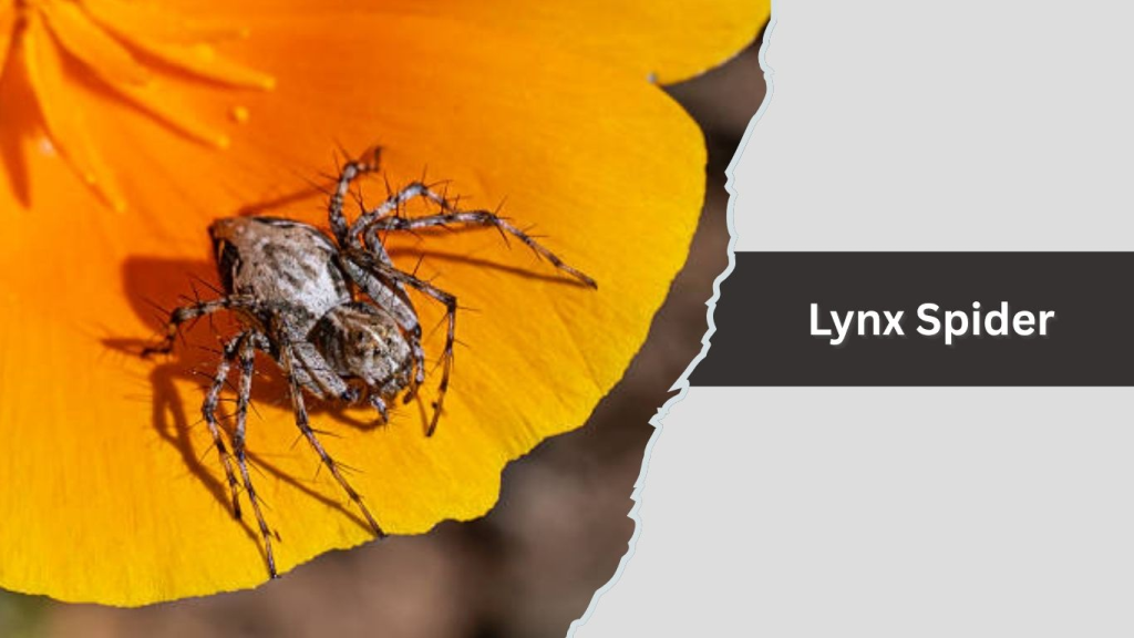 20 Common Types of Spiders Found in India (ID with Pictures)