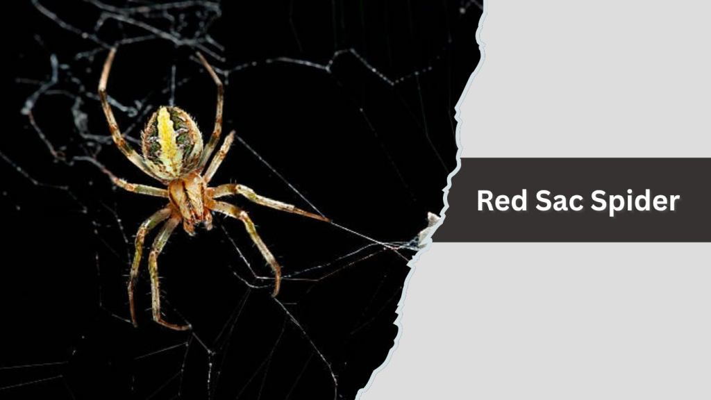 8 Types of Small Red Spiders In House: Id with Pictures