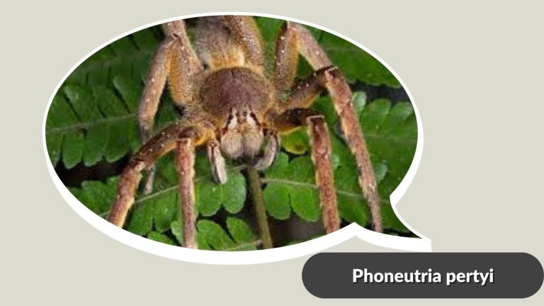 10 Types of Wandering Spiders (Phoneutria): Identification with Picture