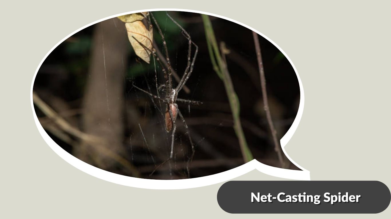 10 Spiders With Long Legs and Small Bodies (ID with Pictures)