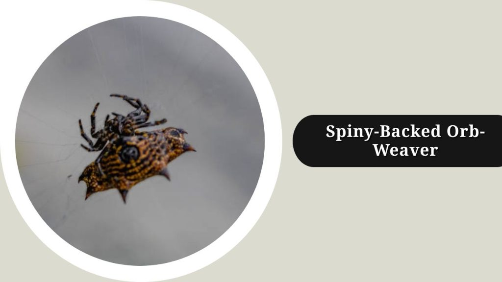 15 Common Spiders in Florida: Identification with Pictures