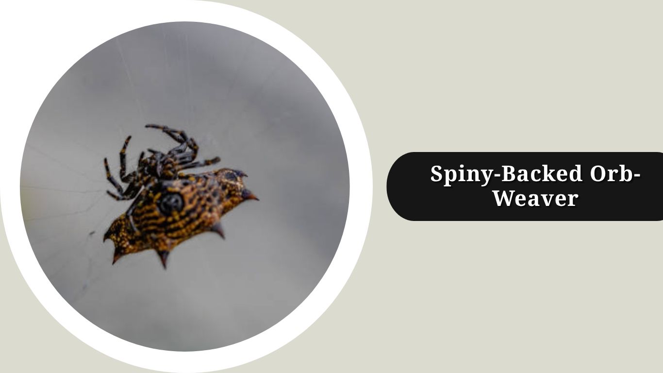 15 Common Spiders in Florida: Identification with Pictures