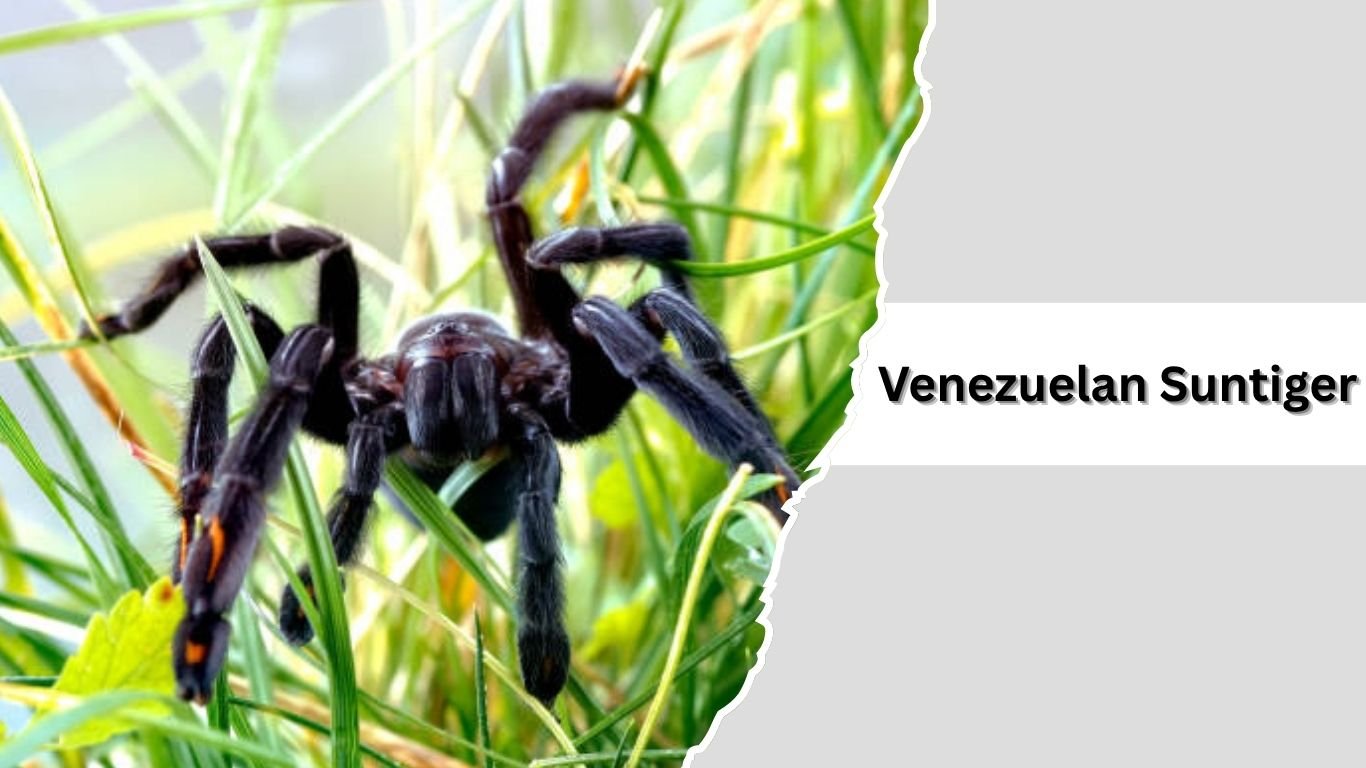 15 Types of Blue Spiders: Identification with Picture