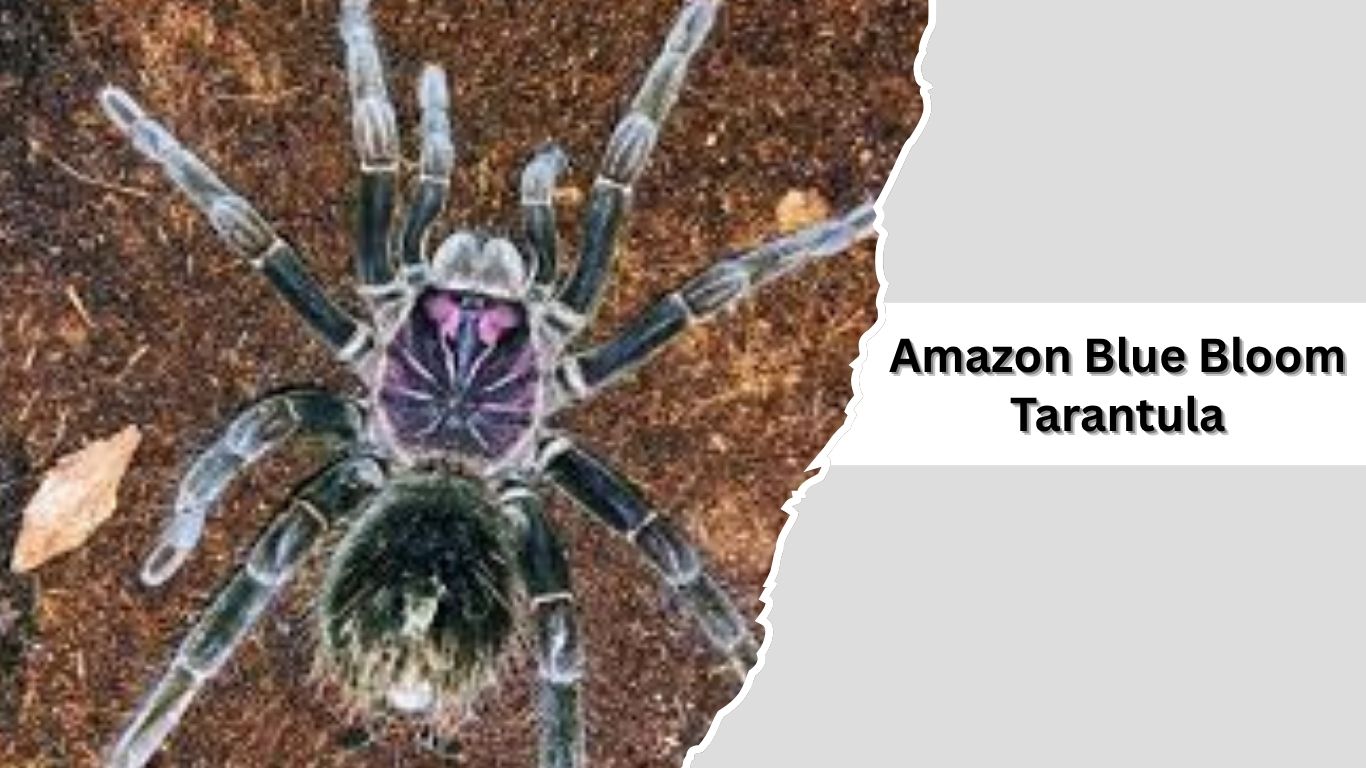10 Types of Bird-Eating Spiders (ID with Pictures)