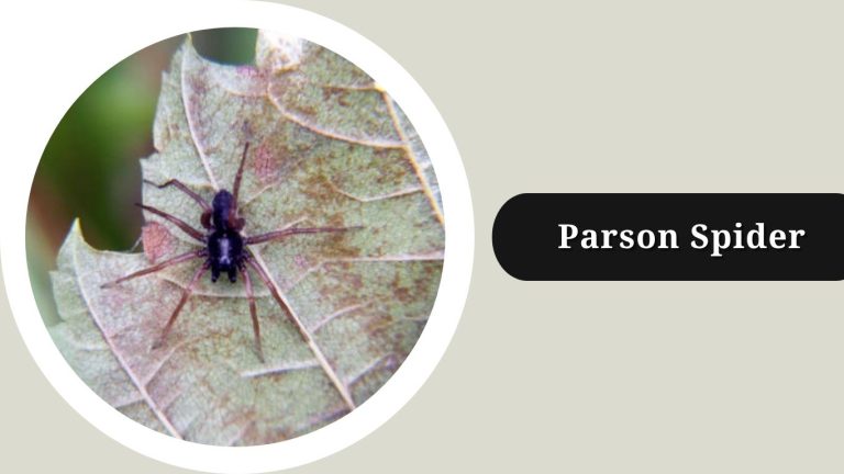 10 Tiny Black Spiders in House (Identification & Safety Guide)