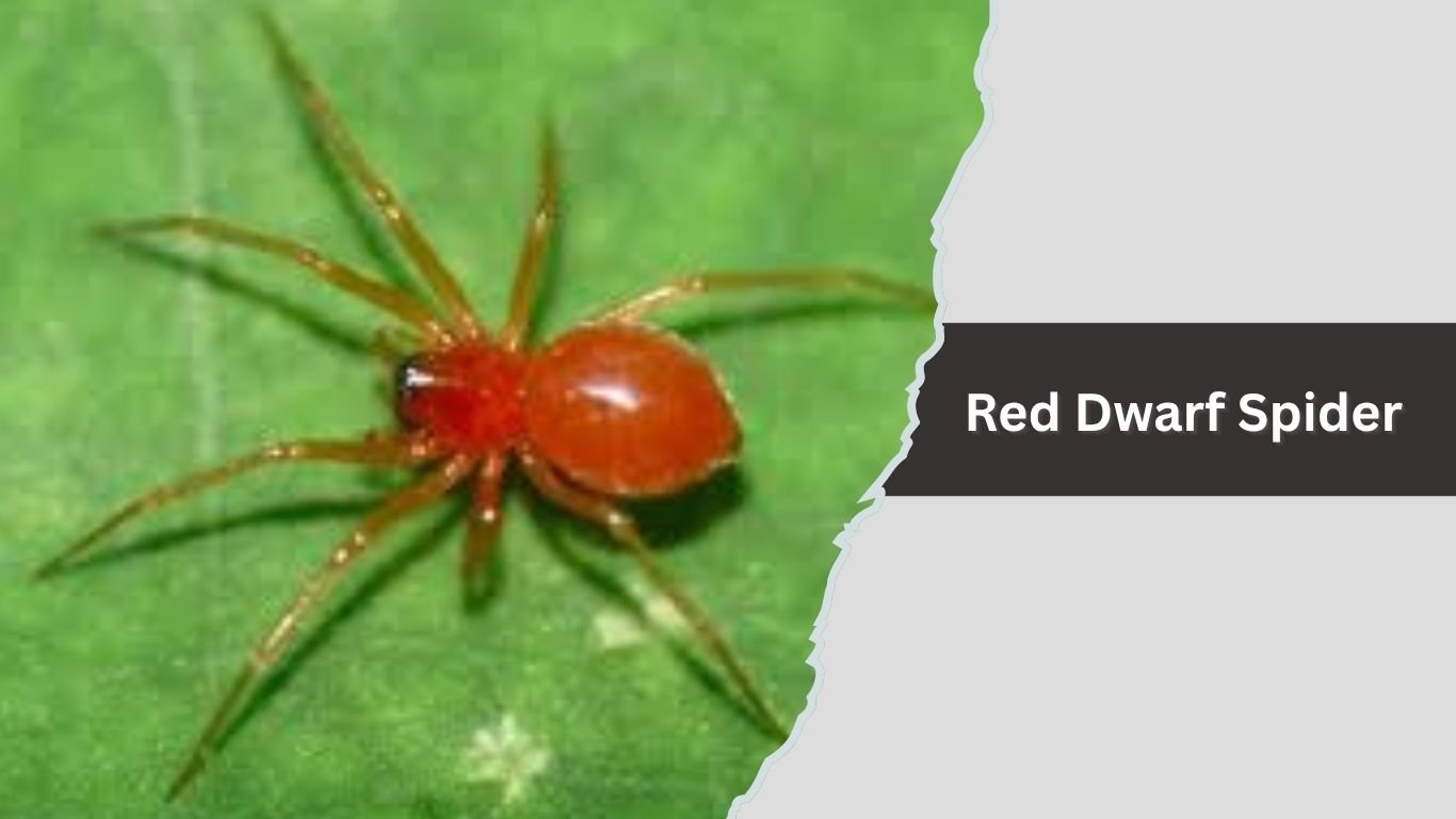 8 Types of Small Red Spiders In House: Id with Pictures
