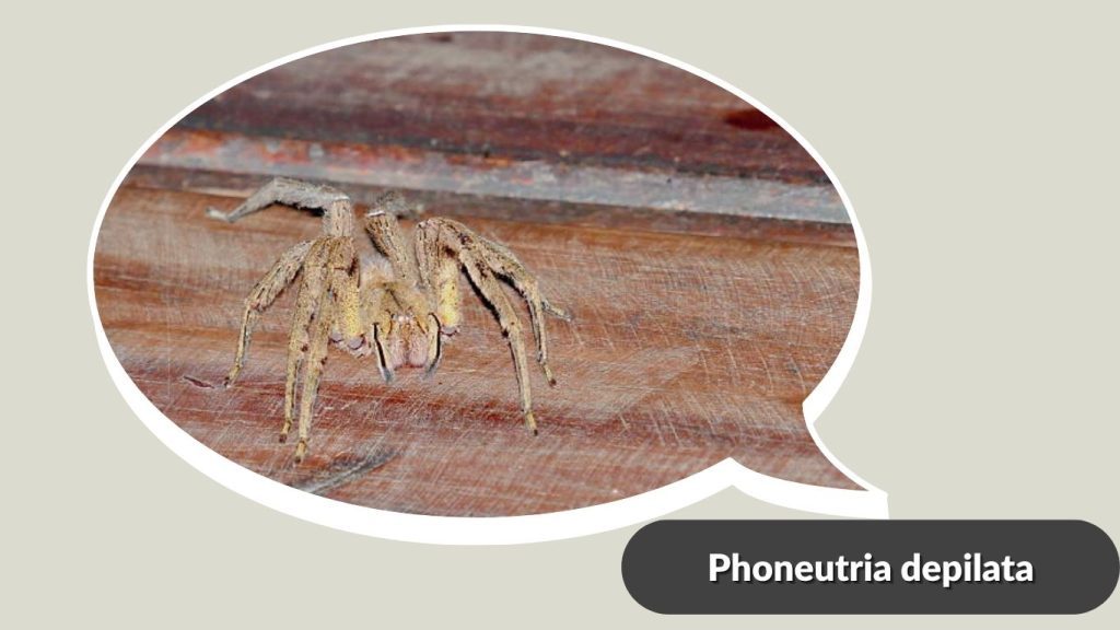 10 Types of Wandering Spiders (Phoneutria): Identification with Picture