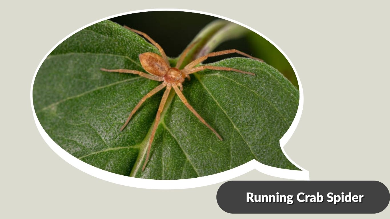 10 Spiders With Long Legs and Small Bodies (ID with Pictures)