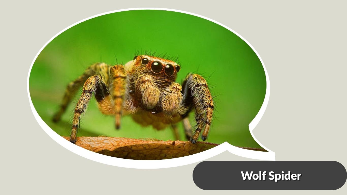 10 Types of Non-Poisonous Spiders That Are not Harmless to Humans