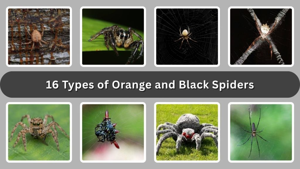 16 Types of Orange and Black Spiders: Identification with Picture
