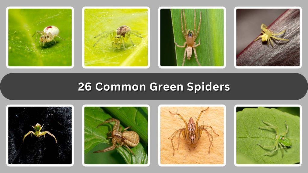 26 Common Green Spiders: Identification with Picture