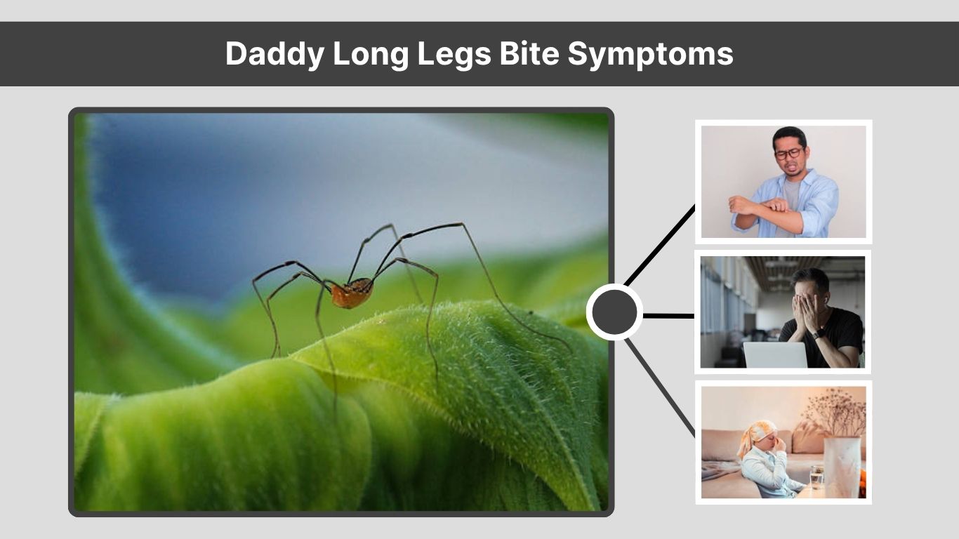 Are Daddy Long Legs Dangerous to Humans and Pets?