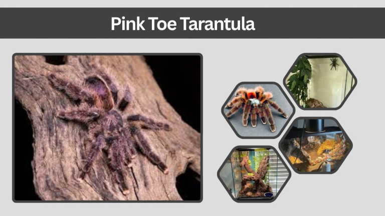 Pink Toe Tarantula: Diet, Care, Lifespan and Setup Guide