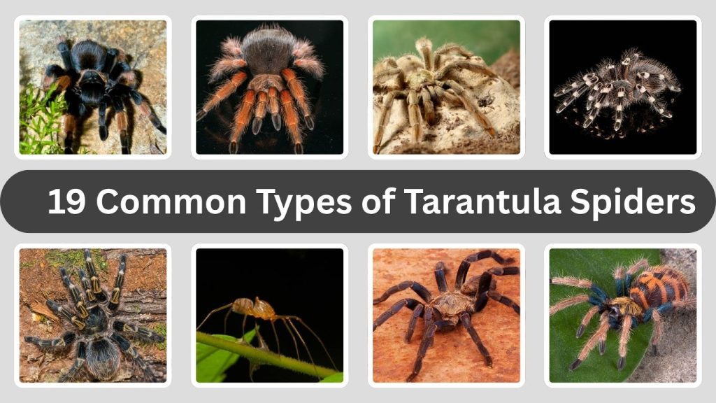19 Common Types of Tarantula Spiders: Identification with Pictures