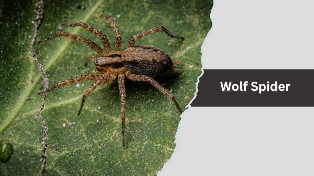 17 UK House Spiders: Identification, Size & Are They Dangerous?