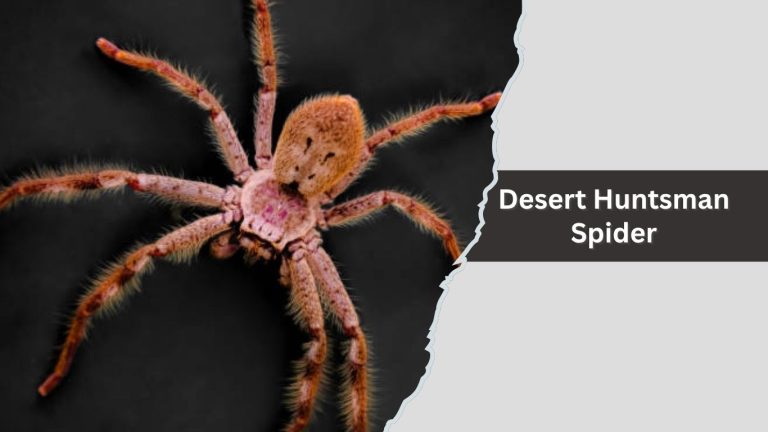 15 Types of Huntsman Spiders Found Globally (ID with Pictures)