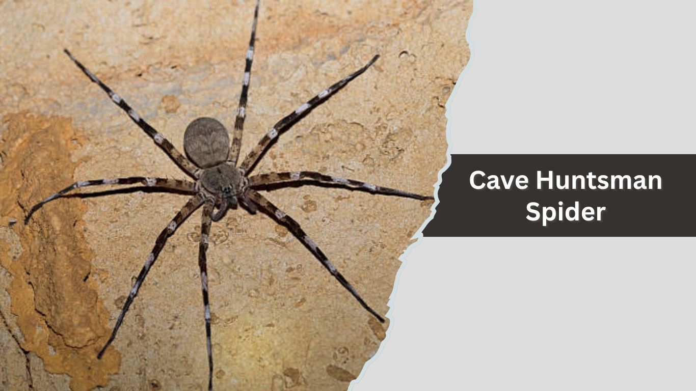 15 Types of Huntsman Spiders Found Globally (ID with Pictures)