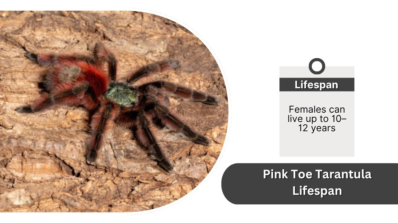 Pink Toe Tarantula: Diet, Care, Lifespan and Setup Guide