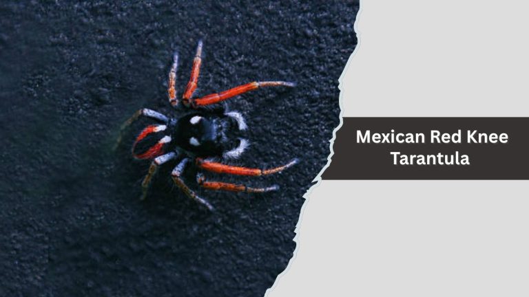 19 Common Types of Tarantula Spiders: Identification with Pictures