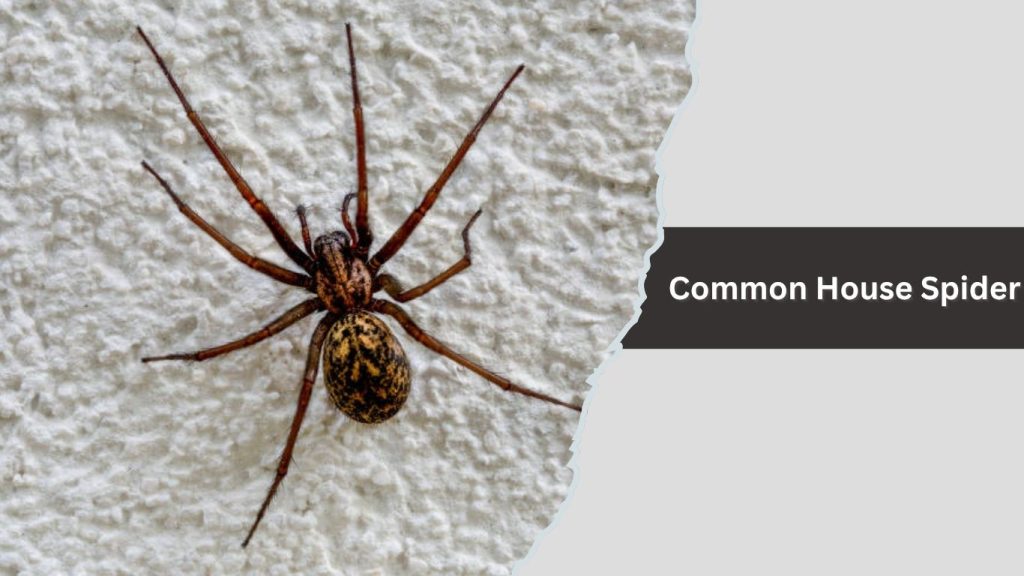17 UK House Spiders: Identification, Size & Are They Dangerous?
