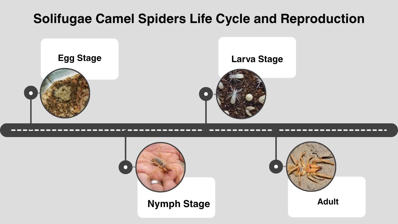 Solifugae Camel Spiders: Facts, Habitat and Hunting Skills