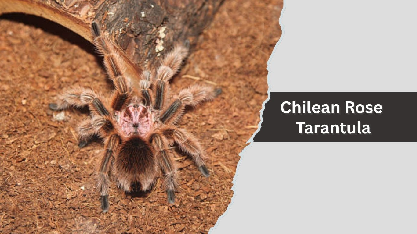 19 Common Types of Tarantula Spiders: Identification with Pictures