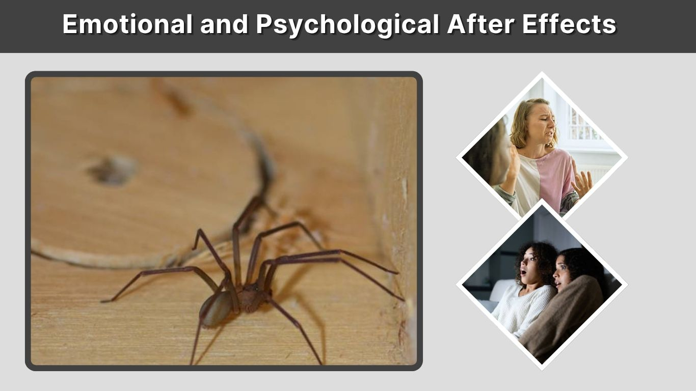 Brown Recluse Spider Bite Long-Term Effects: Symptoms, Side Effects ...