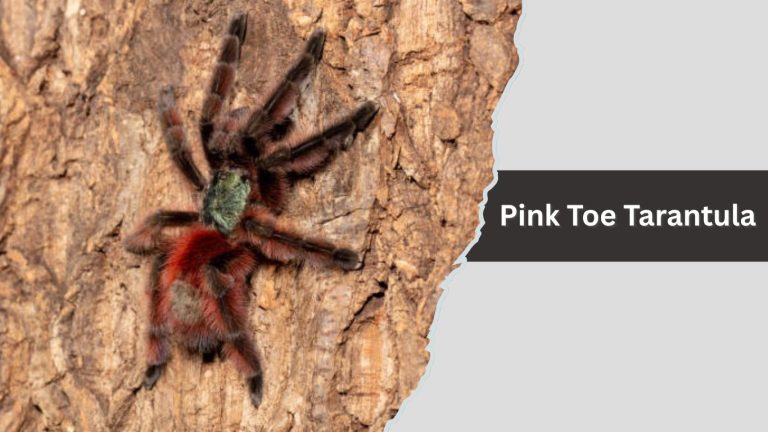19 Common Types of Tarantula Spiders: Identification with Pictures
