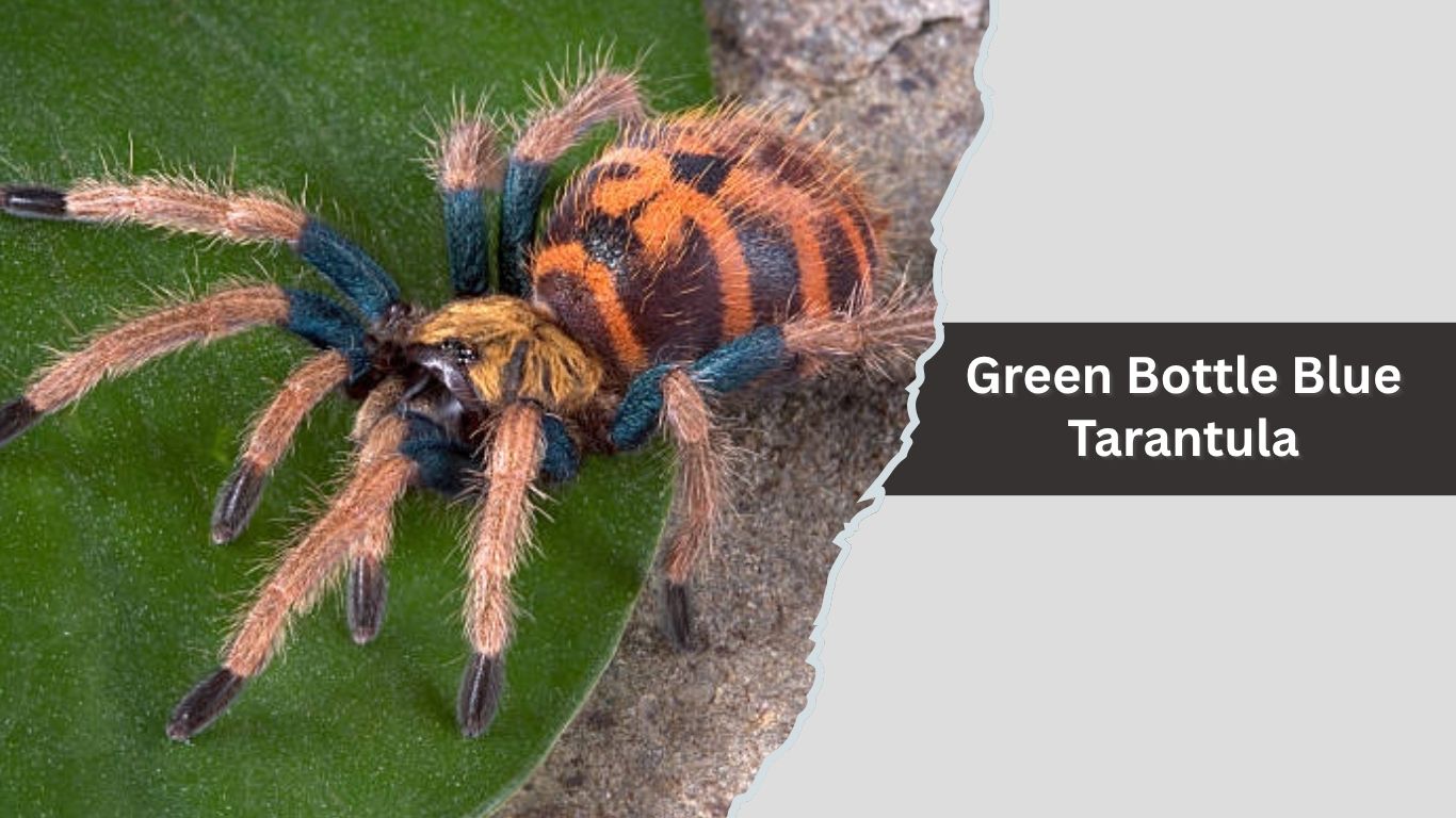 19 Common Types of Tarantula Spiders: Identification with Pictures