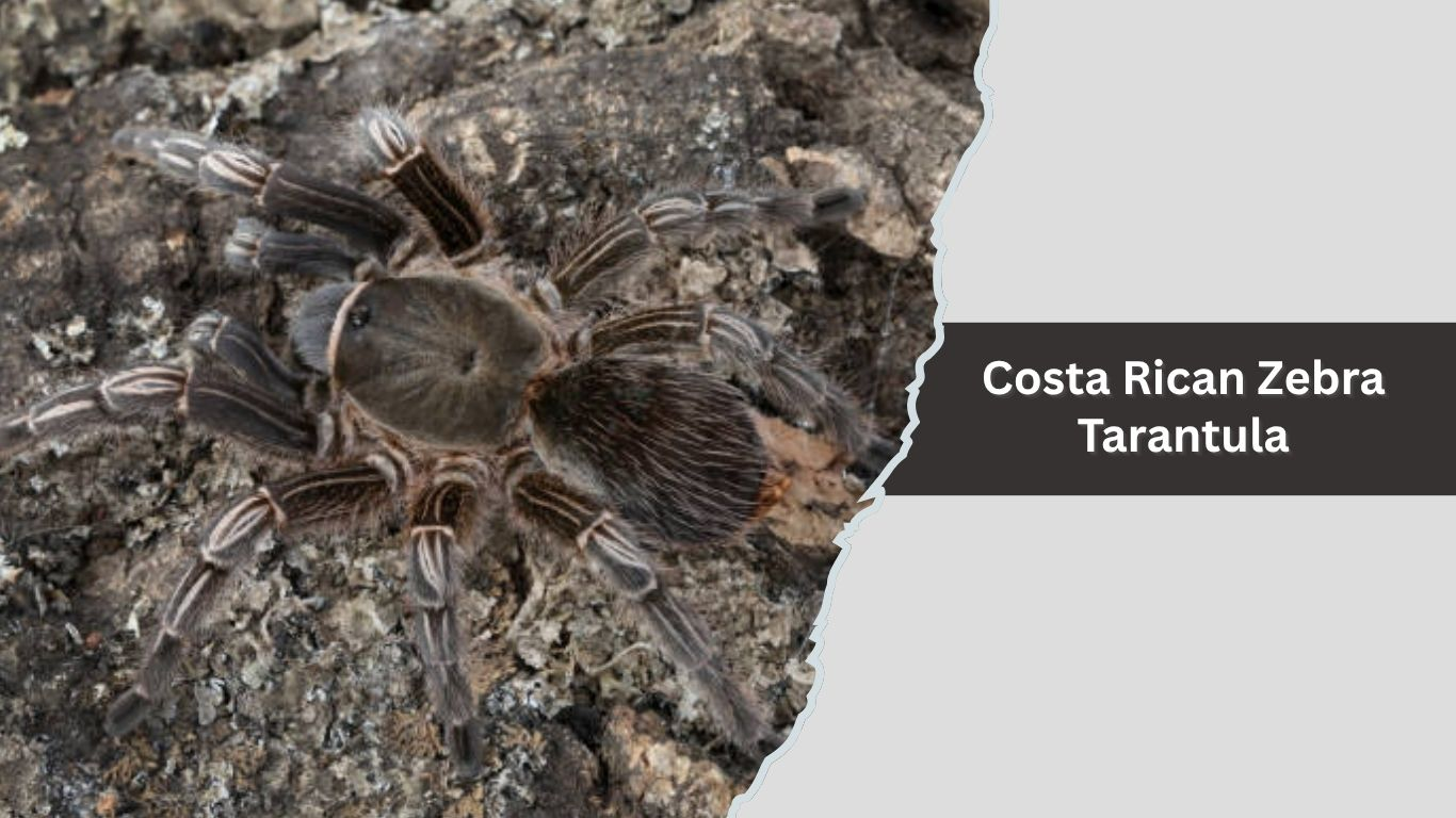 19 Common Types of Tarantula Spiders: Identification with Pictures