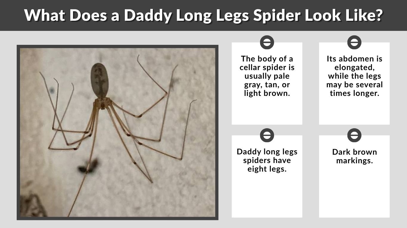 Daddy Long Legs Spider: Identification, Bites and Diet