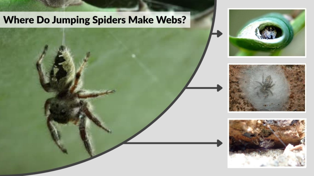 Do Jumping Spiders Make Webs? Facts About Their Silk