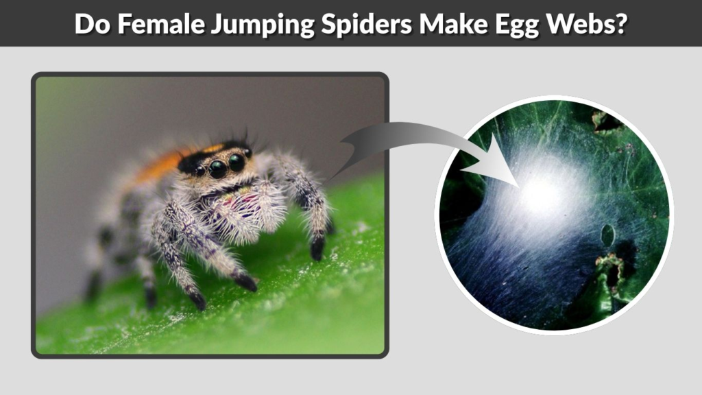 Do Jumping Spiders Make Webs? Facts About Their Silk