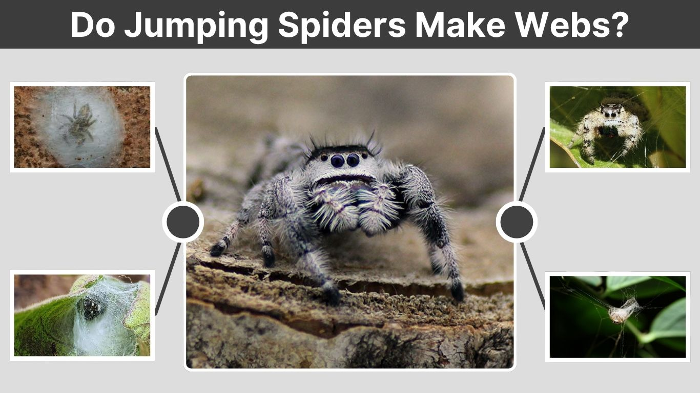 Do Jumping Spiders Make Webs? Facts About Their Silk