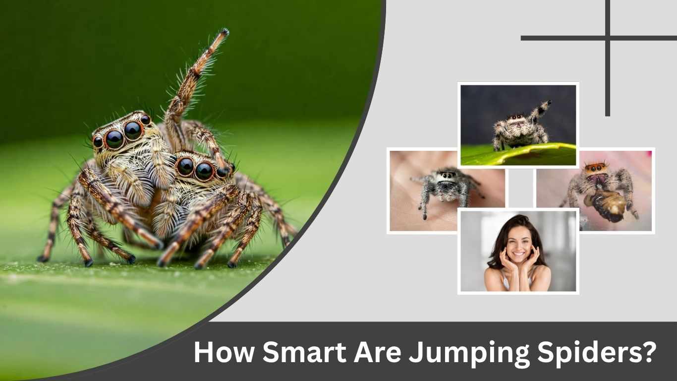 How Smart Are Jumping Spiders? Intelligence Guide