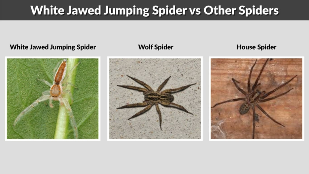 White-Jawed Jumping Spider: Identification and Facts