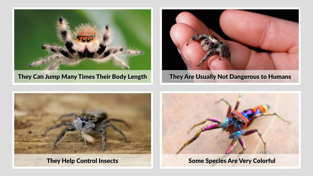 13 Facts About Jumping Spiders You Should Know